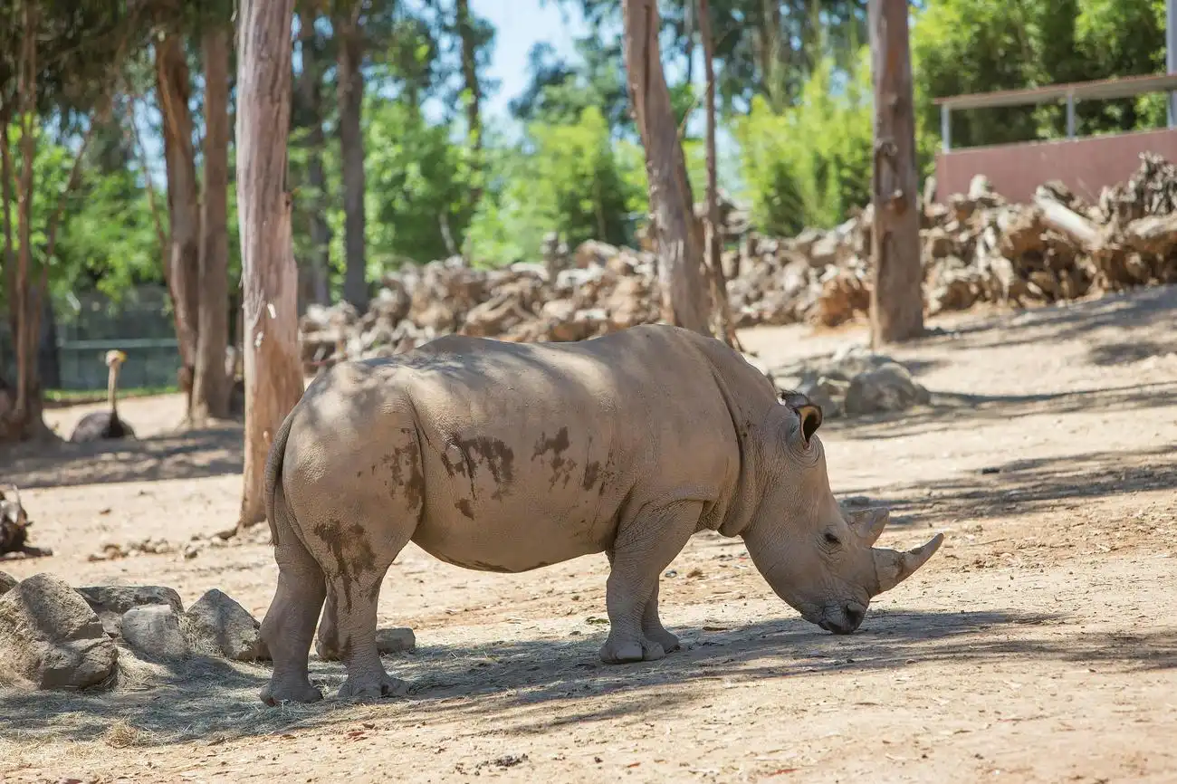 Zoo Santo Inácio: Entrada sin colas - Avintes, Portugal | Porto Pass